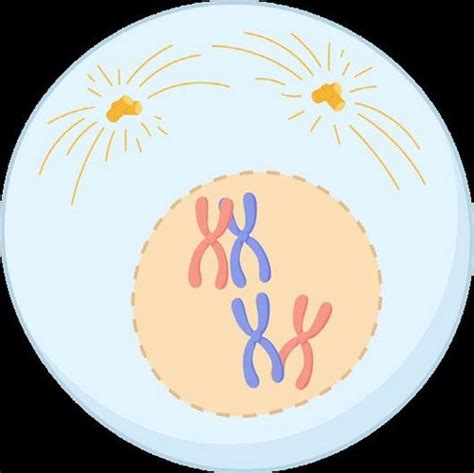 Gene Linkage And Mapping In Eukaryotes Flashcards Quizlet