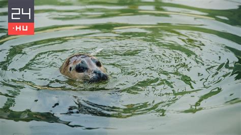 Több Mint Hat év Után Szabadítottak Meg Egy Fókát A Nyakán Lévő