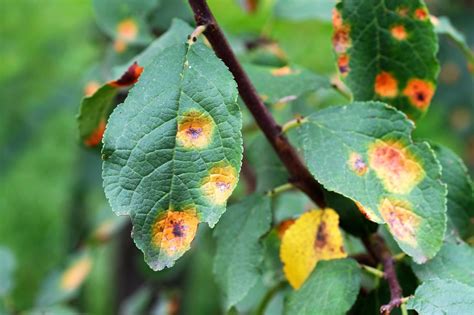 27 Facts About Potassium Ohmyfacts