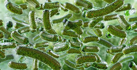 Acetobacter Bacteria Gramnegative Acetobacter Bacteria Ethanol