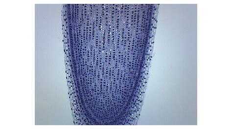 Eisco Pack Of 10 Allium Root Tip Longitudinal Section Prepared Microscope Slides