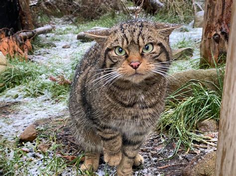 We Want To Hear From Our Local Community Saving Wildcats