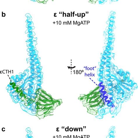 E Coli F1fo Atp Synthase ε Subunit In Three Conformational