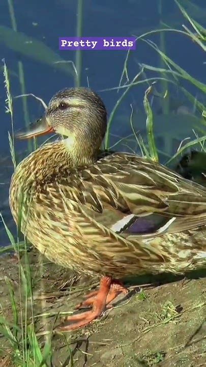 خوبصورت پرندہ Youtube