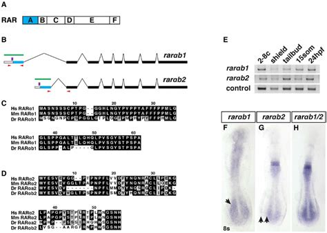 Rar A B1 And Rar A B2 Sequences And Expression A Schematic