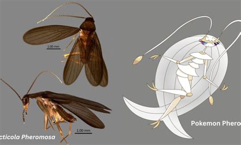 Filipino Scientist Discovers New Cockroach Species Inspired By Pokémon
