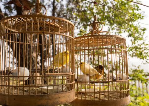 Types Of Bird Cages And How To Pick The Best One The Happy Chicken Coop