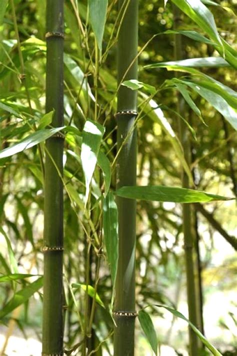 Buy Square Stem Bamboo Chimonobambusa Quadrangularis Free Shipping