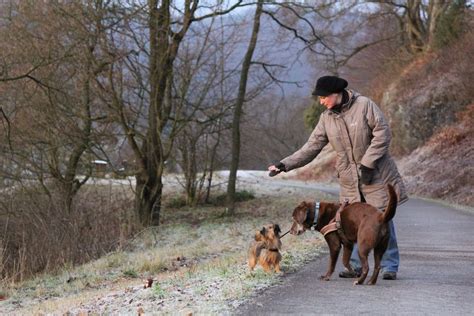 Lara Pepper Treffen Am Morgen Foto And Bild Tiere Haustiere Hunde Bilder Auf Fotocommunity