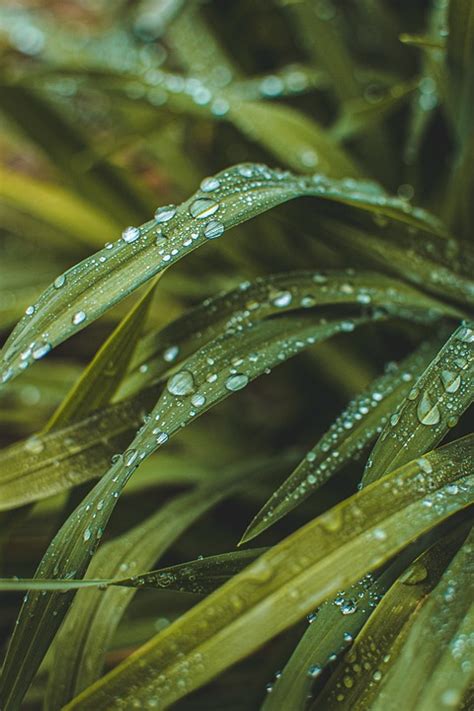 Grass Leaves Dew Free Photo On Pixabay Pixabay Grass Leaves Dew Free Photo On Pixabay Pixabay