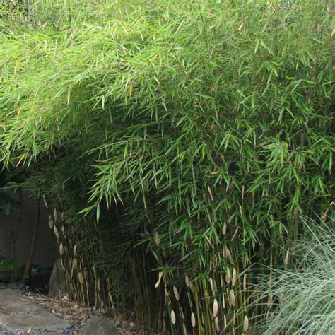 Bamboo And Grasses Arboretum View Our Range At Arboretum Garden Centre