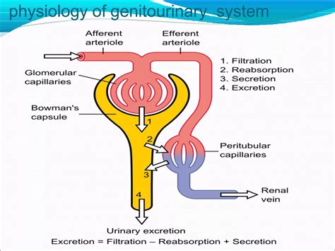 Disorders Of Genitourinary Pptx