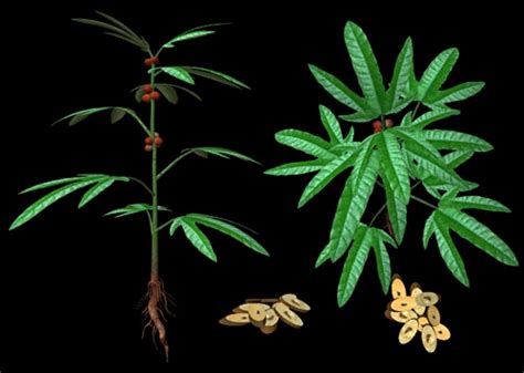 中草药 五指毛桃 五指牛奶 土黄芪 土五加皮 五爪龙 中药材 药草 草本植物 花瓣网