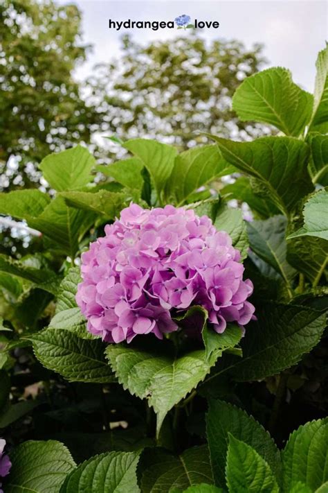 Whats Wrong With My Hydrangea 3 Common Problems Hydrangea Love
