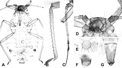 Pensoft Writing Tool