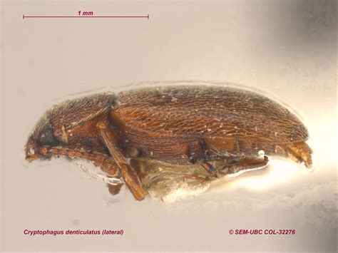 Cryptophagidae