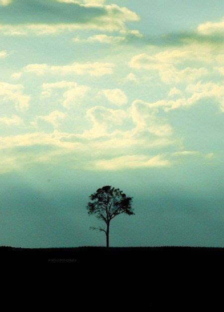 Nature Photography Landscape Photo Tree By Ara133photography 1500