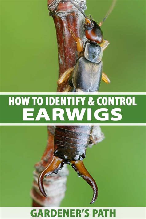 How To Identify And Control Earwigs Gardeners Path Earwigs Garden