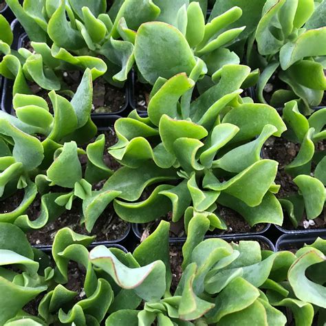 Crassula Arborescens Subsp Undulatifolia Ripple Jade Sun Or Part