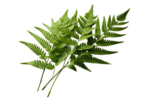 Fern Leaf Pngs For Free Download