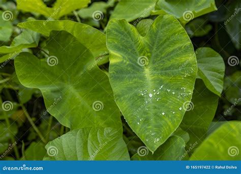 Elephant Ear Cocoyam Dasheen Eddoe Japanese Taro Taro Colocasia