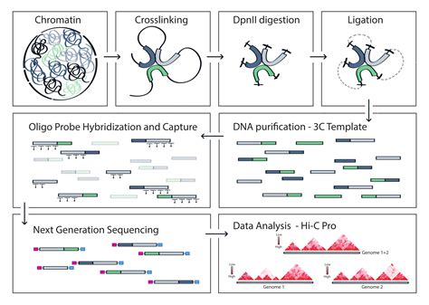 Video Deciphering High Resolution 3d Chromatin Organization Via