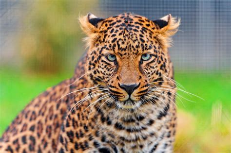 Big Cats Leopards Hd Wallpaper Rare Gallery