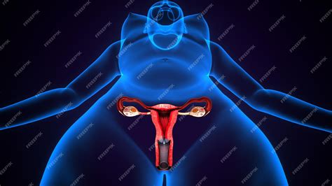 Premium Photo Female Reproduction System 3d Illustration