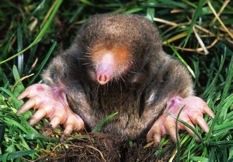 Mole Wallpapers Animal Hq Mole Pictures 4k Wallpapers 2019