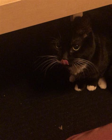 724 Best Good Kitty Images On Pholder Aww Blackcats And Seniorkitties