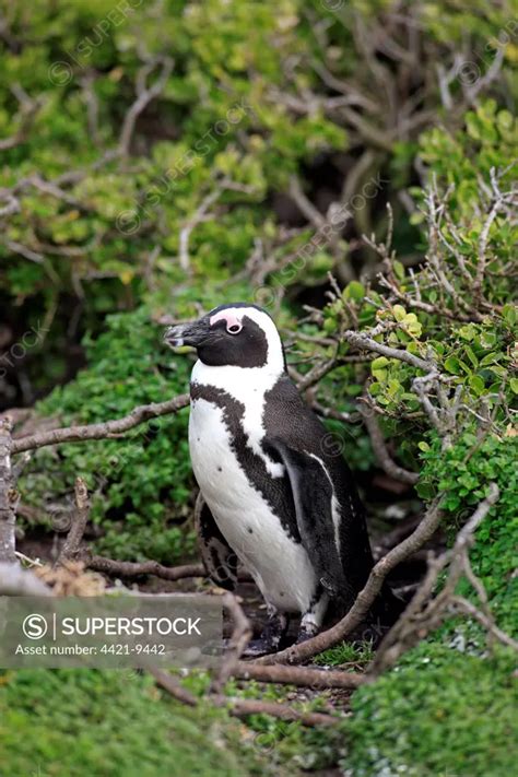 Jackass Penguin Spheniscus Demersus Adult Standing Amongst