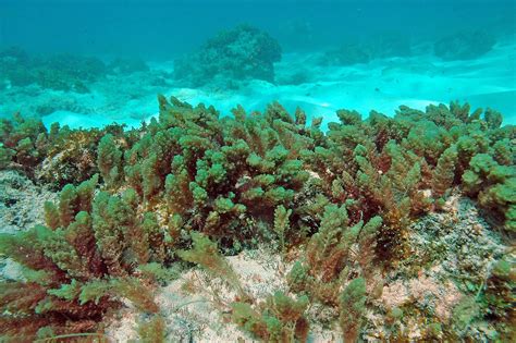 Asparagopsis Taxiformis Wikipedia