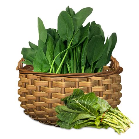 Collard Aditi Super Market