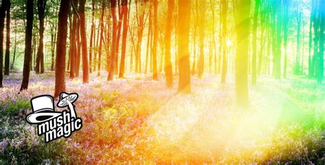 Common Visual Components Of A Psychedelic Experience Mushmagic