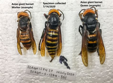 Giant Cicada Killer Wasps Unusually Active In Northeastern Us The