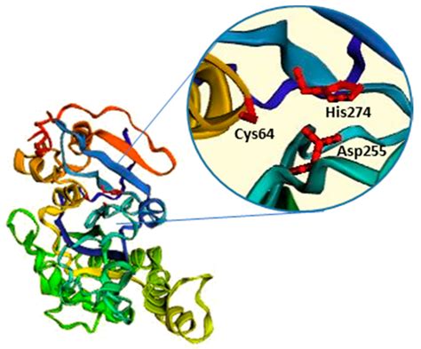 Biocatalysis By Transglutaminases A Review Of Biotechnological