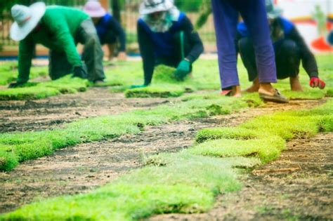 Premium Photo Workers Are Planting Grass