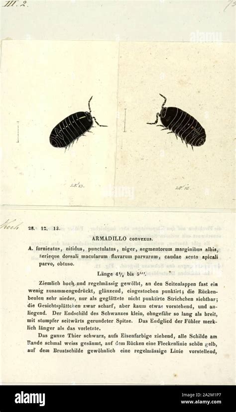 Armadillo Convexus Print Armadillidium Vulgare The Common Pill Bug