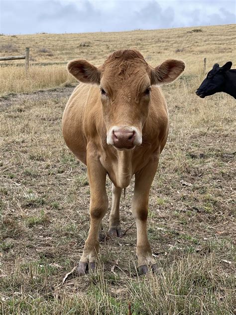 Cows James Gusman Flickr