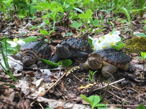 Snapping Turtle Chelydra Serpentina Ontario Turtle Conservation Centre