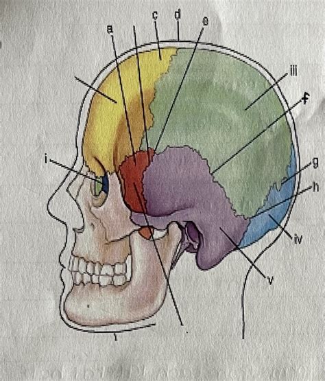 Lra 225 Labeling Cranial Bones Diagram Quizlet
