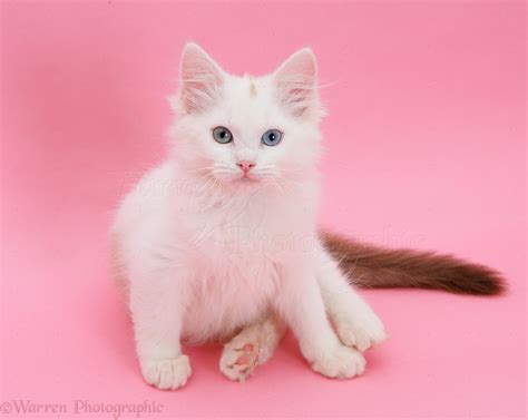 Birman X Ragdoll Kitten On Pink Background Photo Wp22149