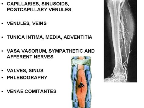 Veins Capillaries Sinusoids Postcapillary Venules Venules Veins Tunica