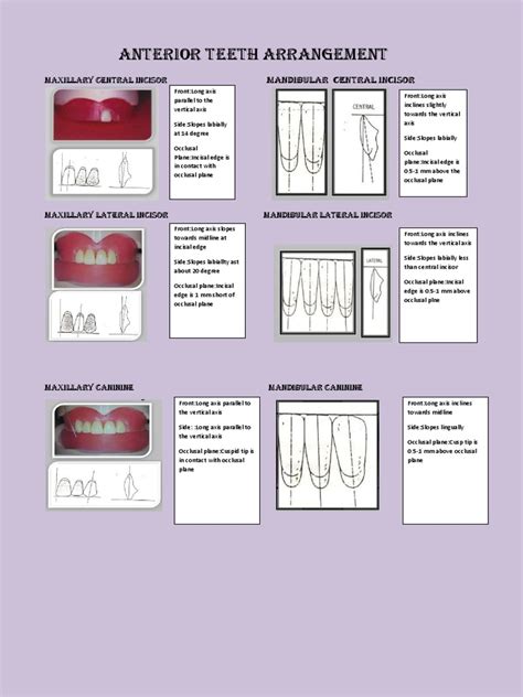Anterior Teeth Arrangement 2 Pdf Human Head And Neck Human Anatomy