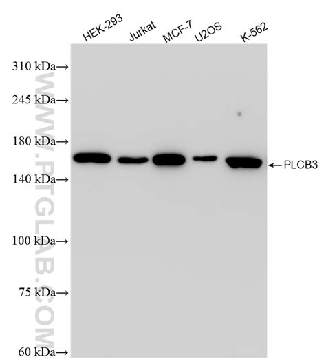 Plcb3 Antibody 85786 1 Rr Proteintech