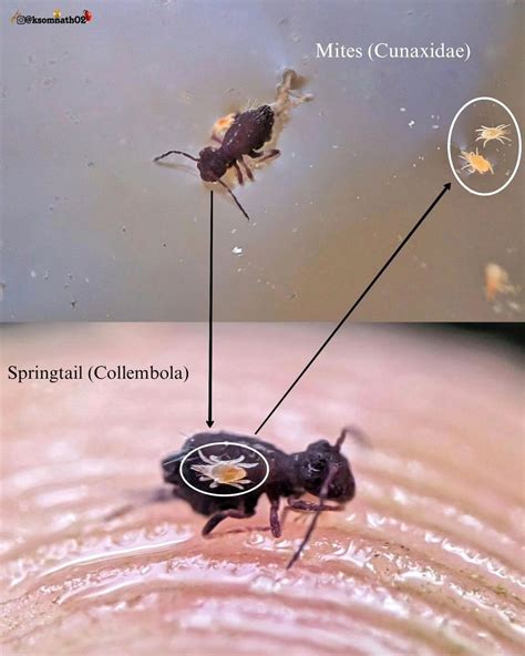 Somnath Kumbhar On Linkedin 🆔 Cunaxidae Mite Found On Dead Springtail