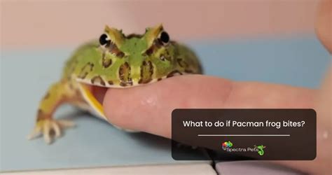 Are You Raising A Poisonous Pacman Frog Find Out Today