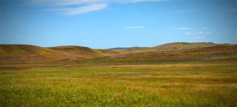 Definitive Guide To Burmese Python Facts Habitat Conservation Status