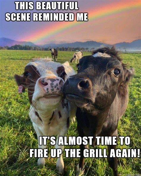 Funny Cow Meme