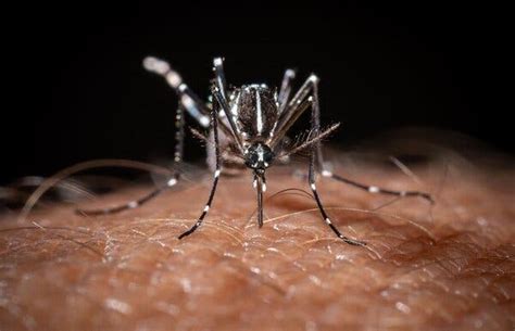 Human Case Of Rare Mosquito Borne Illness Reported In New York State